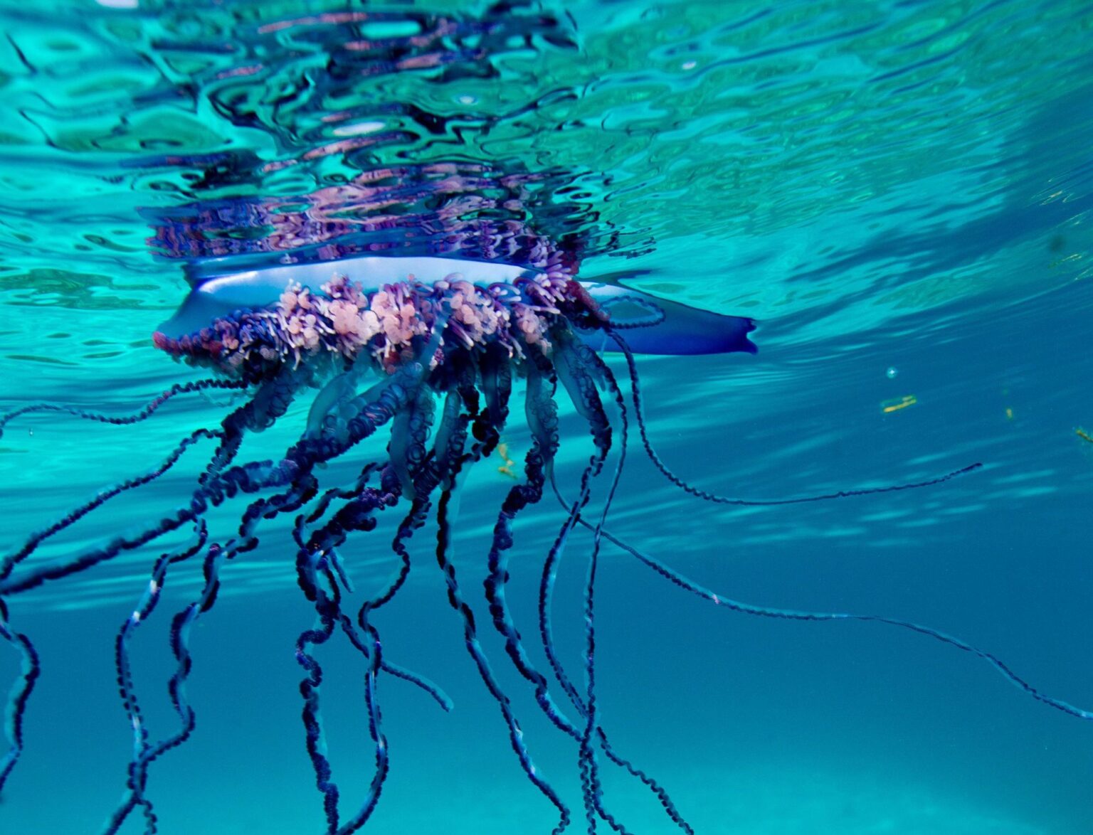 Caravella Portoghese: la colonia di polipi vaganti dalle spire mortali