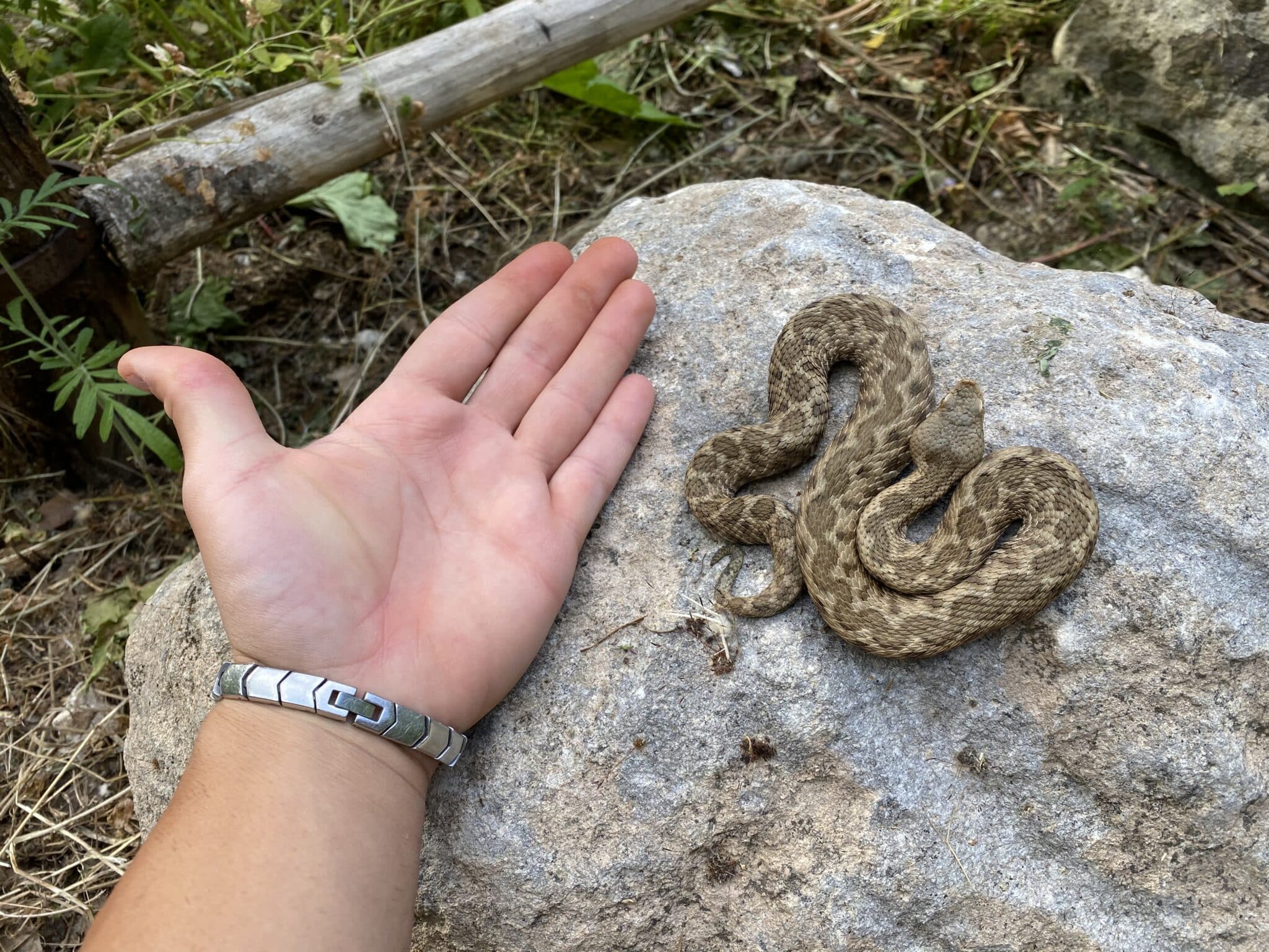 Vipera aspis hugyi: alla scoperta della sottospecie di vipera tutta ...