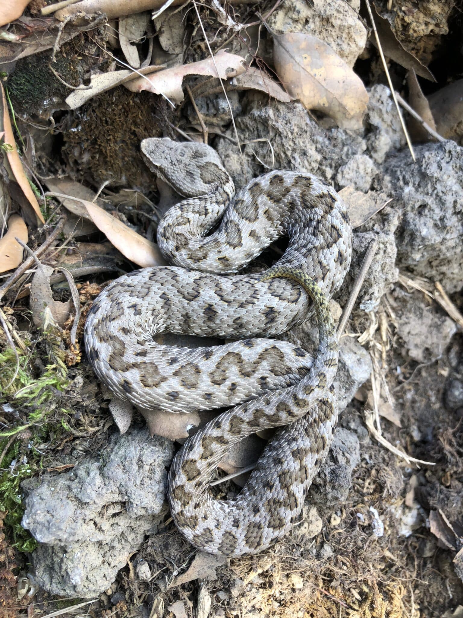 Vipera aspis hugyi: alla scoperta della sottospecie di vipera tutta ...