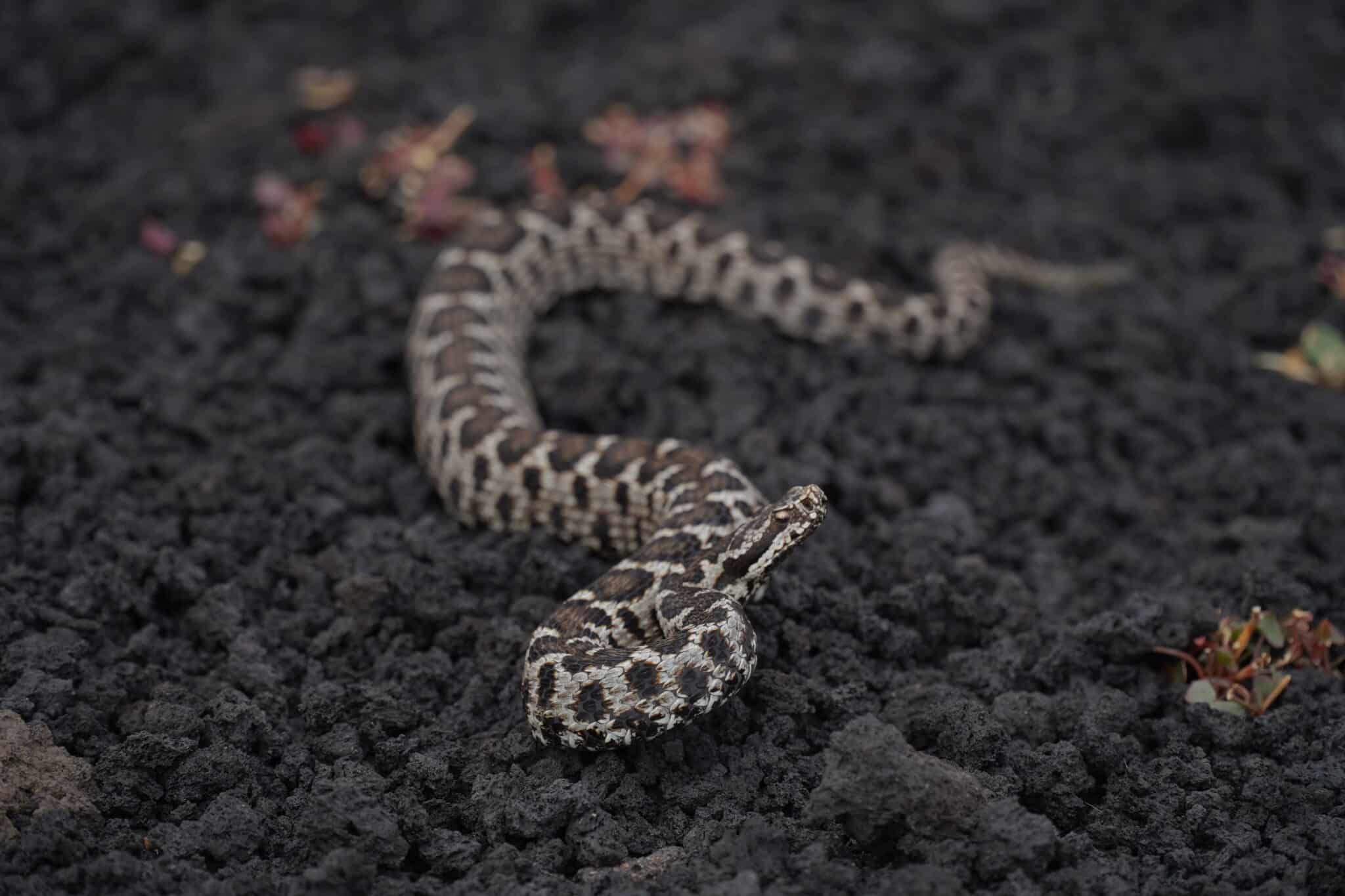 Vipera aspis hugyi: alla scoperta della sottospecie di vipera tutta ...