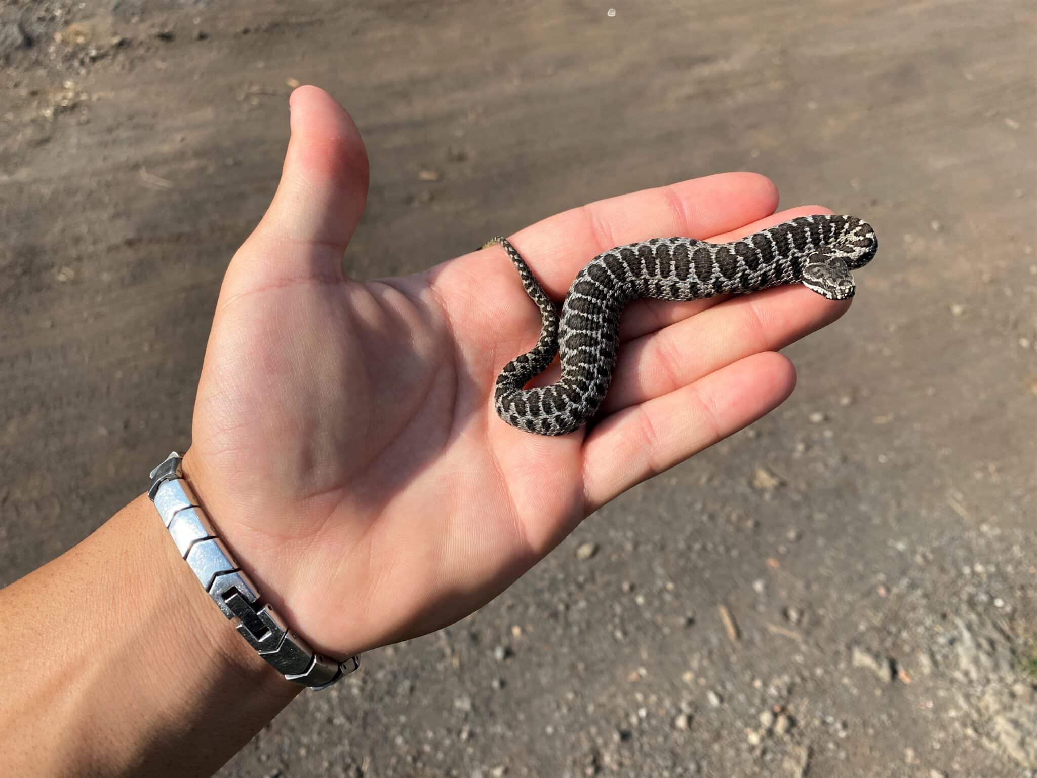 Vipera aspis hugyi: alla scoperta della sottospecie di vipera tutta ...